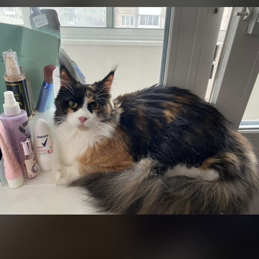 Кошка