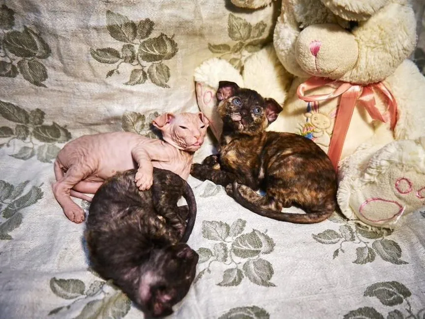 Кошки сфинкс Левкой