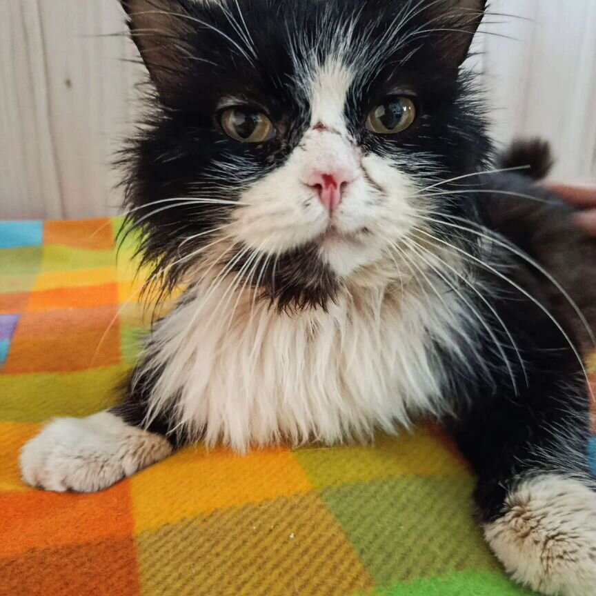 Котик Харон в любящую семью