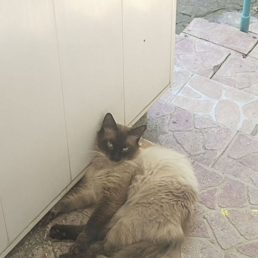 Потерялся кот
