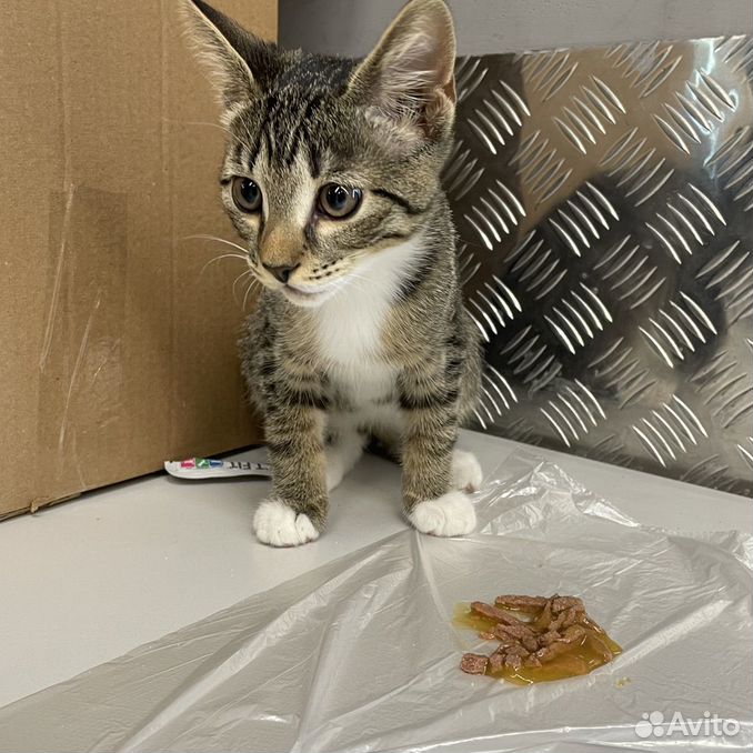 Нашли кошечку в парке (совсем маленькая)