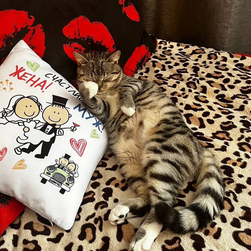Шотландский кот