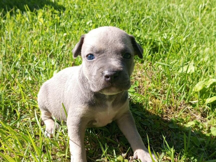 Амстафф щенок