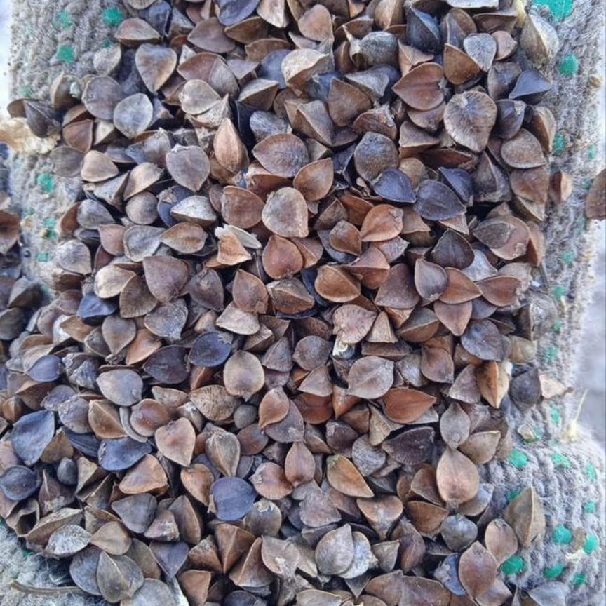 Гречка 100 тонн