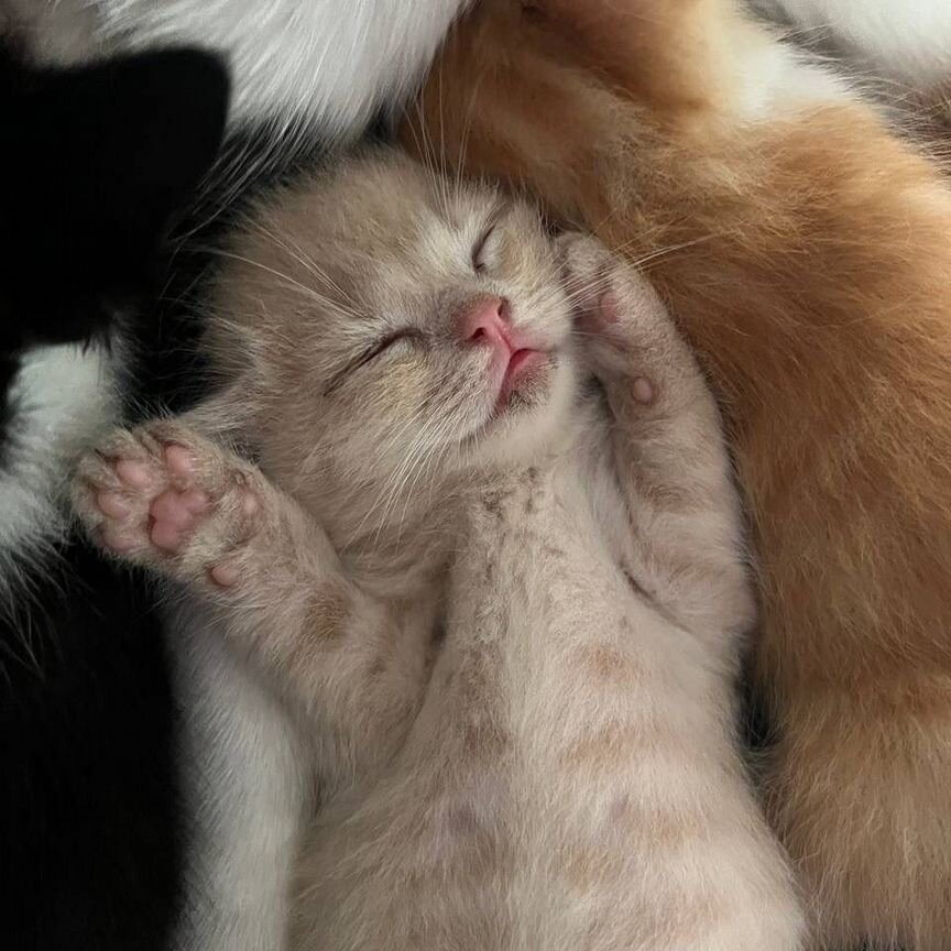 Котики бесплатно