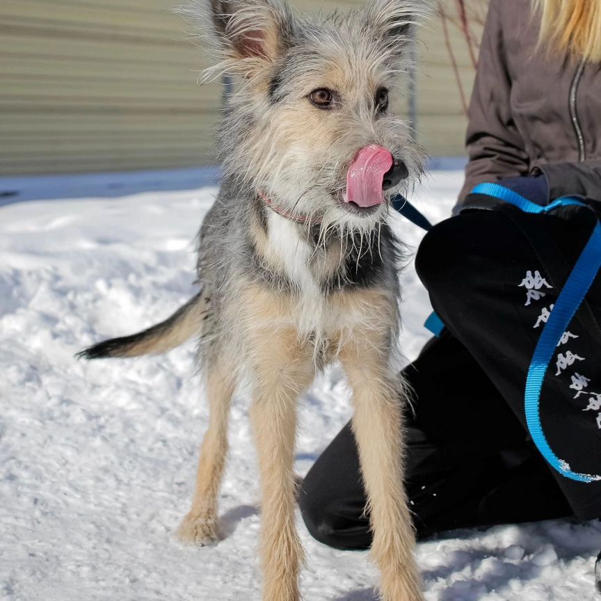 Собака в добрые руки. Фунтик
