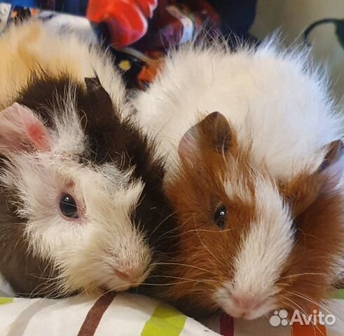 Отдам пару морских свинок