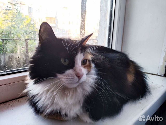 Кошка в дар бесплатно