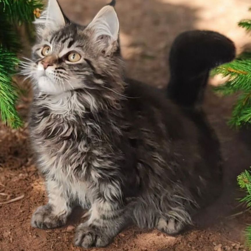 Мейн-кун котёнок