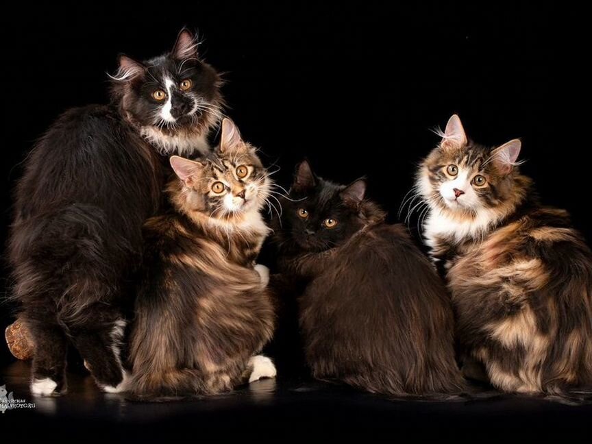 Яркие мраморные котята