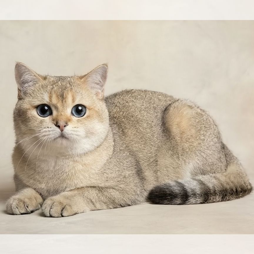 Британский короткошёрстный, взрослый кот