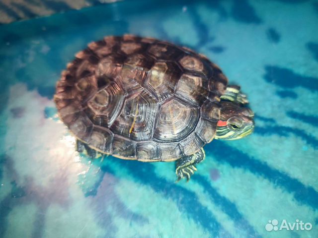 Красноухая черепаха