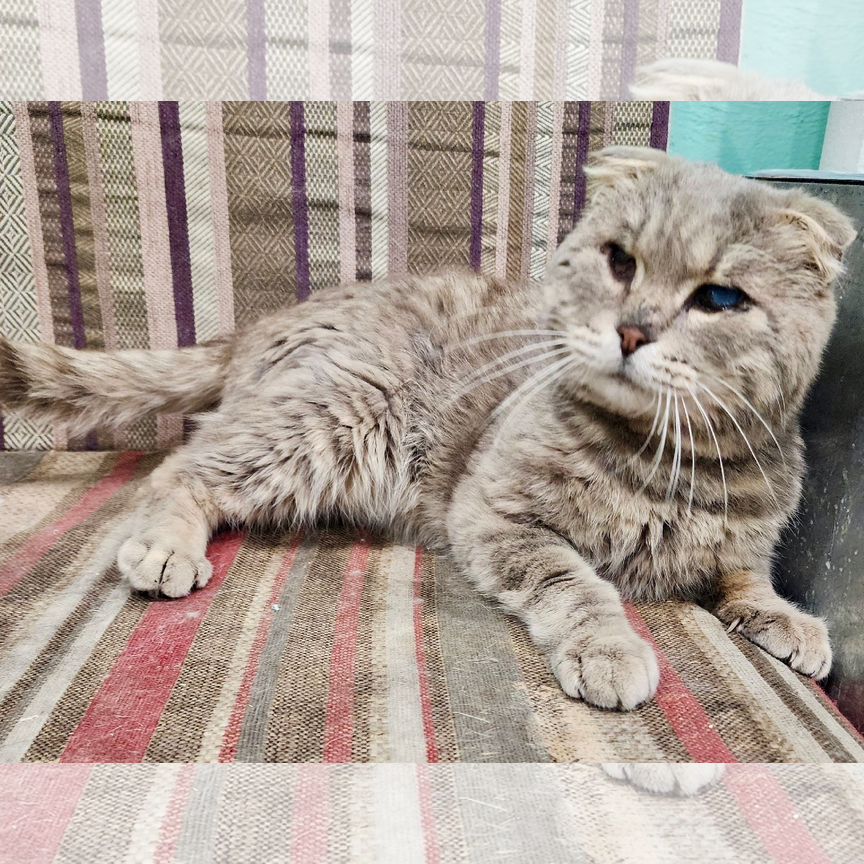 Шотландский вислоухий короткошёрстный кот, взрослый