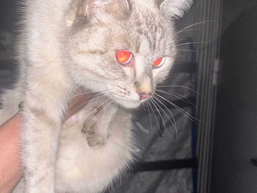 Кошечка