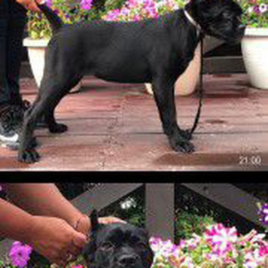 Щенки коне корсо