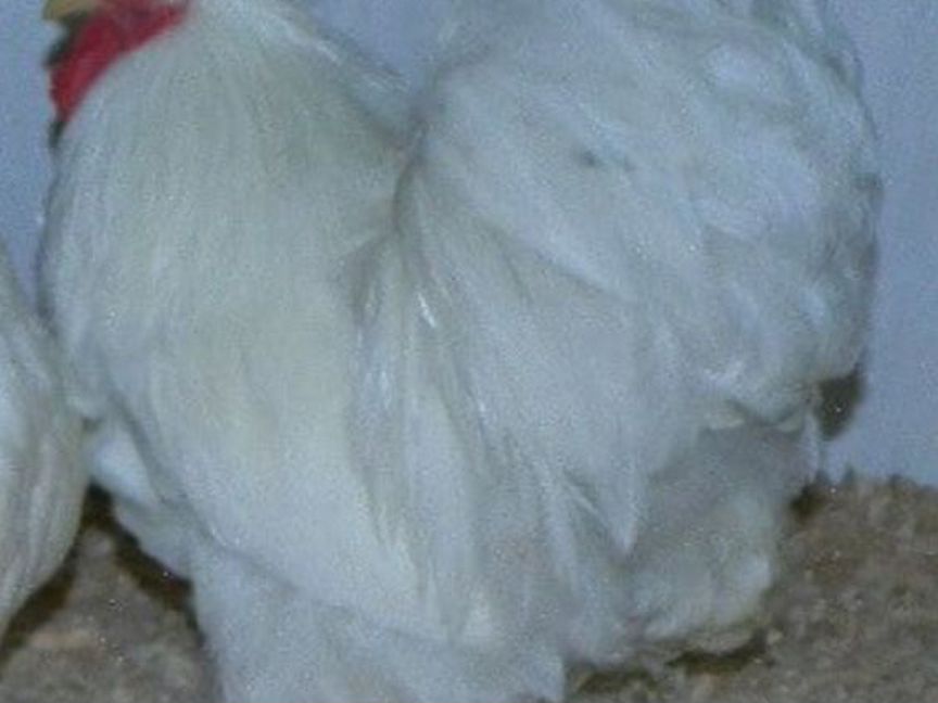 Семья кохинхин карликовый