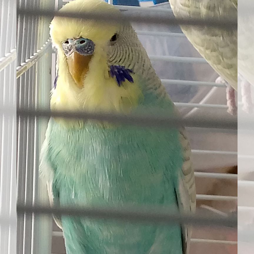 Попугаи получехи