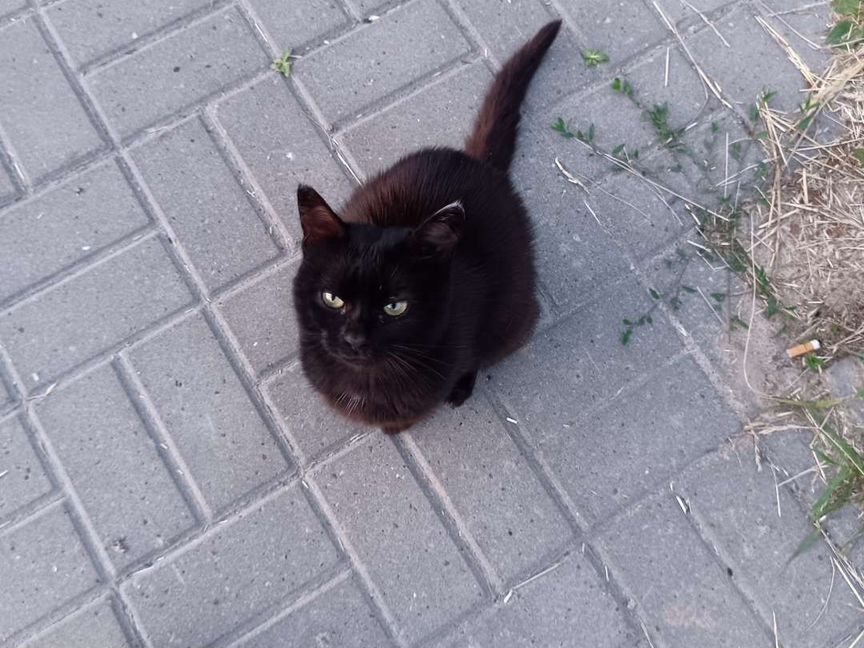Кот котик котёнок