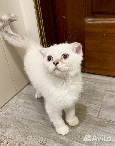 Шотландские котята