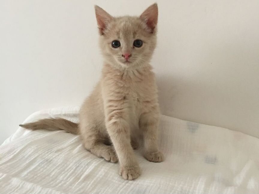 Котята в добрые руки даром