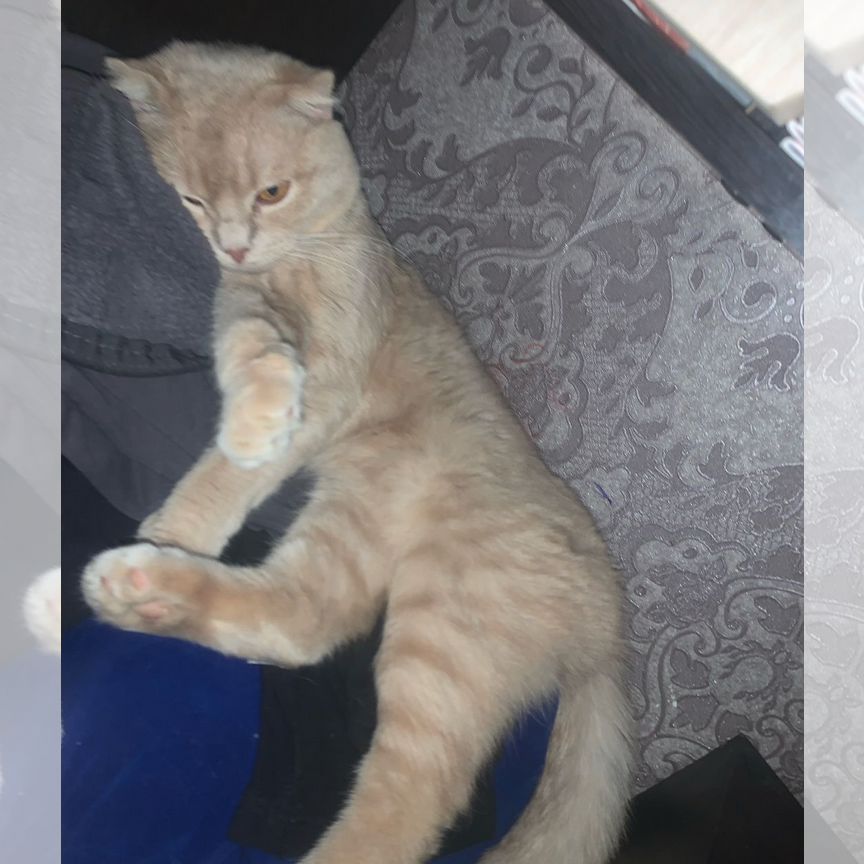 Шотландский вислоухий короткошёрстный, взрослый кот