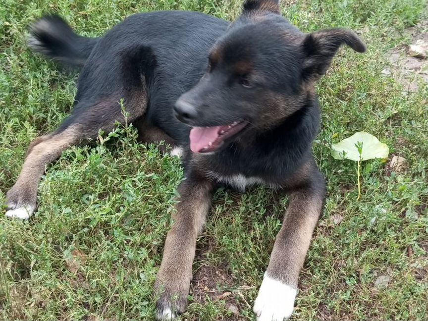 Одам в добрые руки