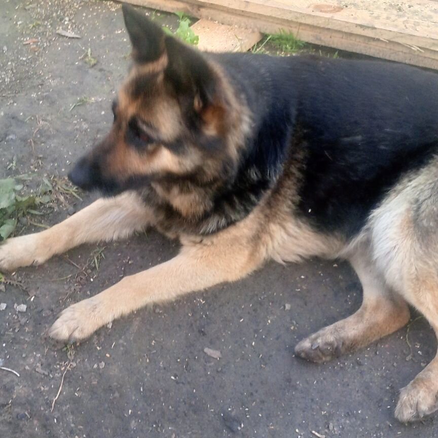 Немецкая овчарка в в очень хорошие руки 4 года