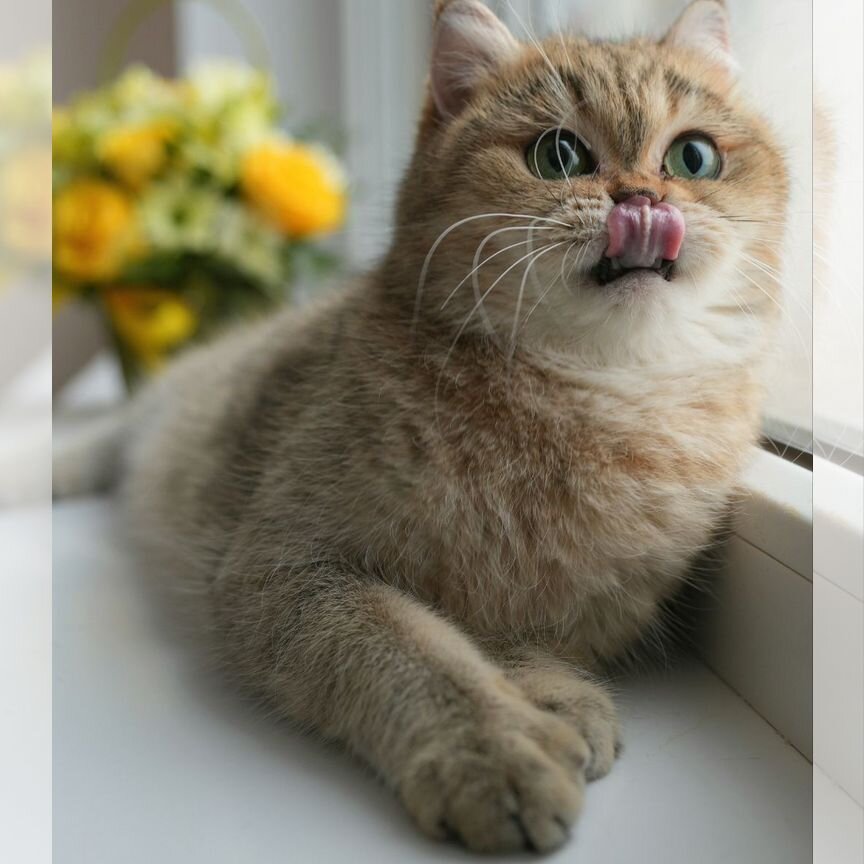 Британская кошечка