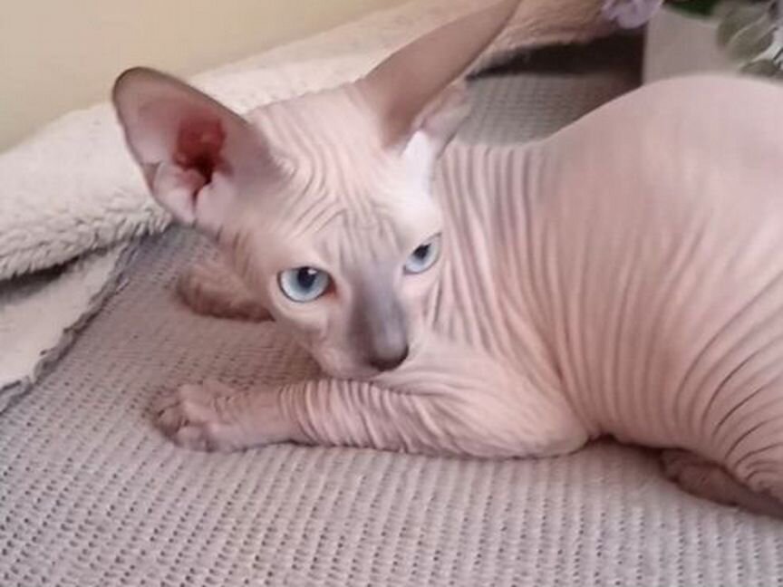 Канадский сфинкс котенок