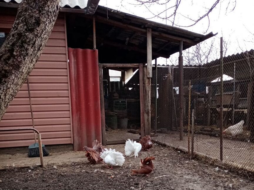 Голуби павлины