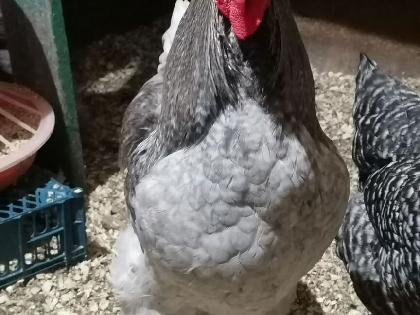 Петух Плимутрок Доминант