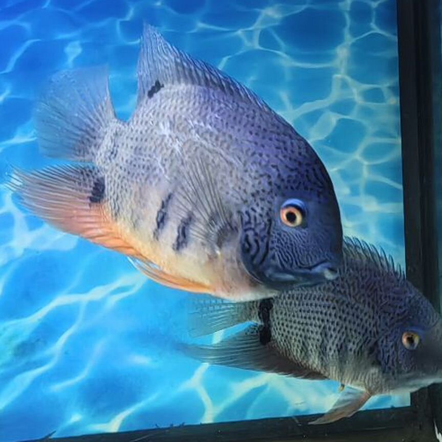 Аквариумные рыбки. Северум 4 штуки 1000за хвост