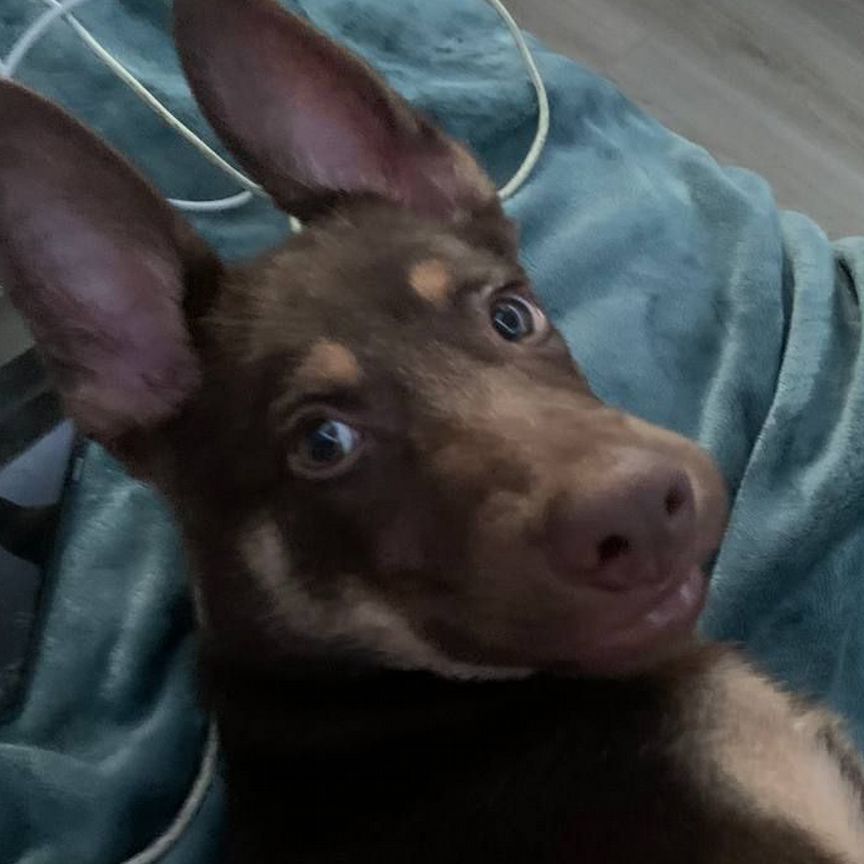 Немецкая овчарка, щенок