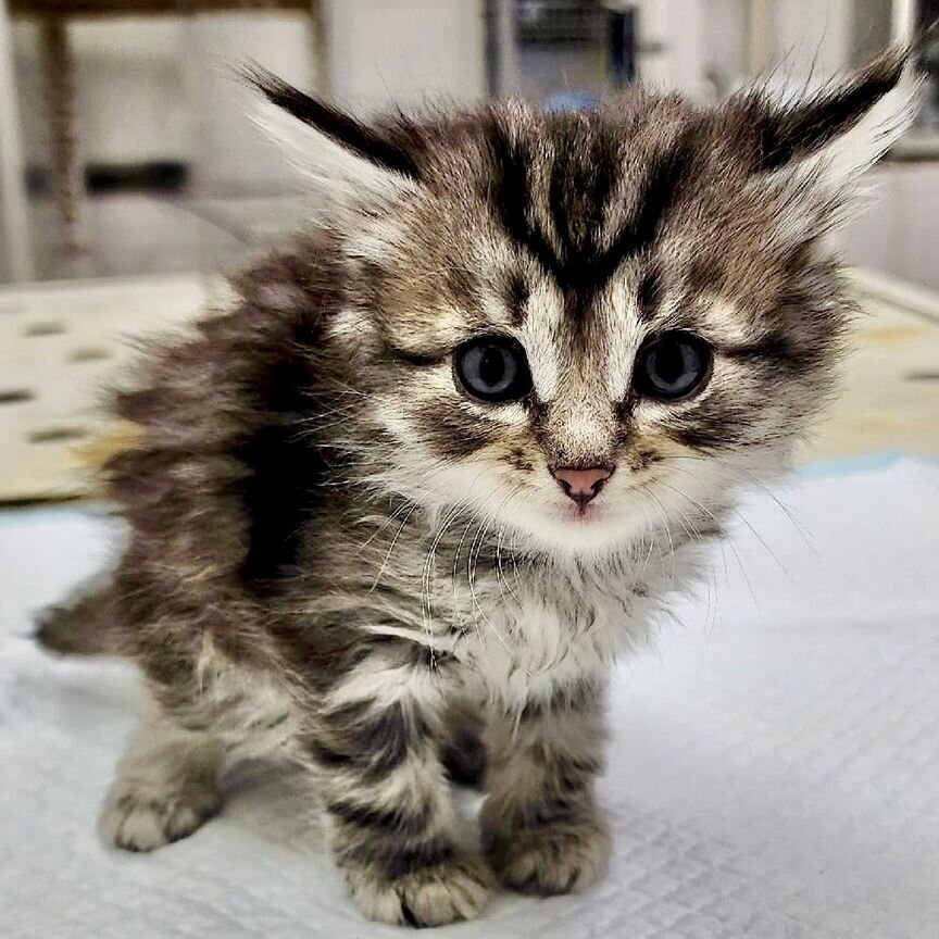 Сибирский котёнок