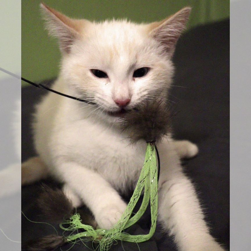 Котёнок в добрые руки