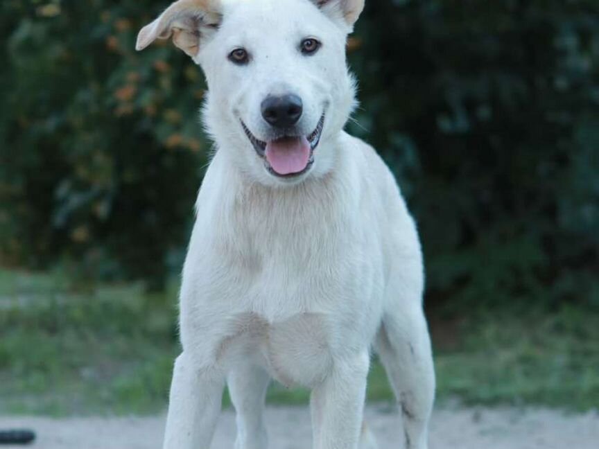 Щенок Белла 4 мес