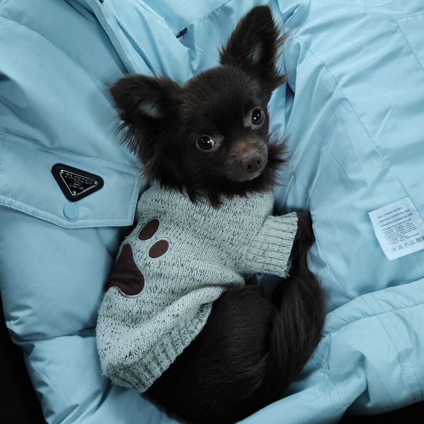 Вязка кабель чихуахуа