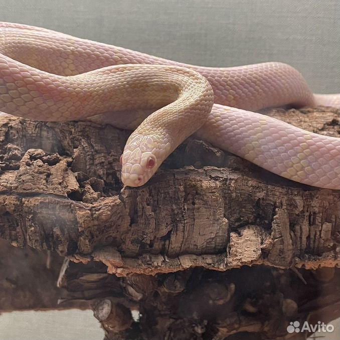 Змея королевская калифорнийская