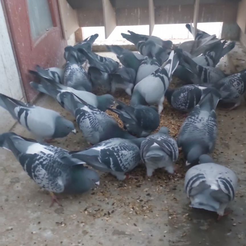 Голуби спортивные