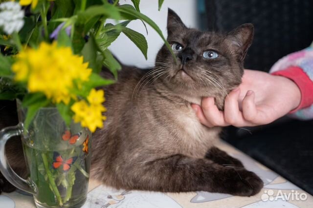 Кошка Сима в добрые руки