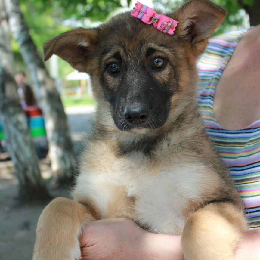 Собака в добрые руки