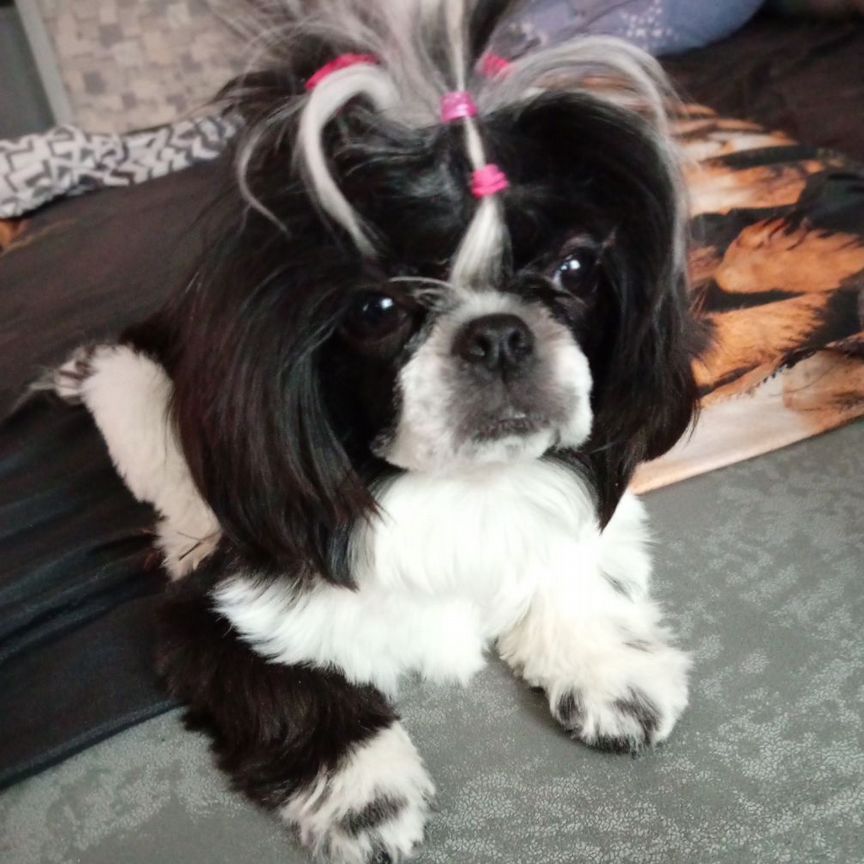 Ши-тцу, щенок