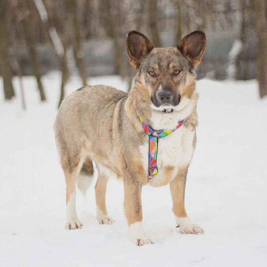 Собака Ивенти в добрые руки