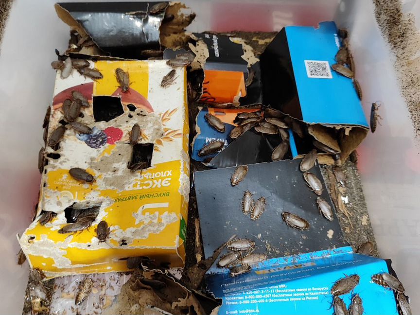 Мраморные тараканы