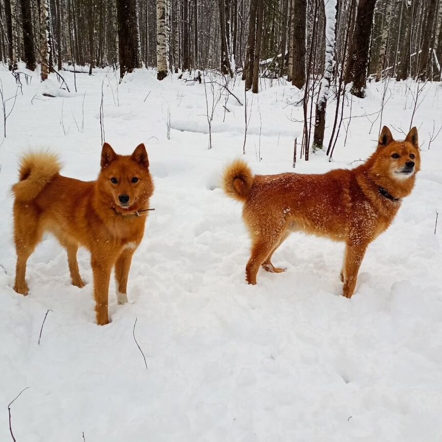 Лайка, щенок