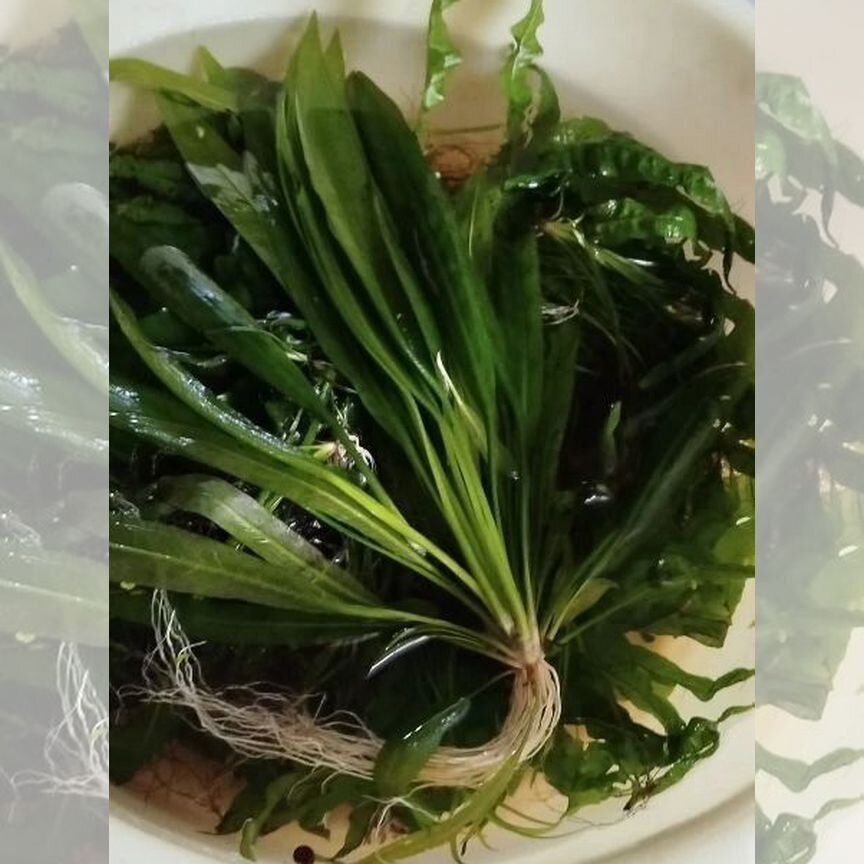 Аквариумное растение