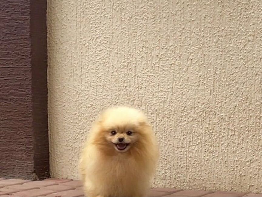 Шпиц померанский девочка мишка 1,5 года