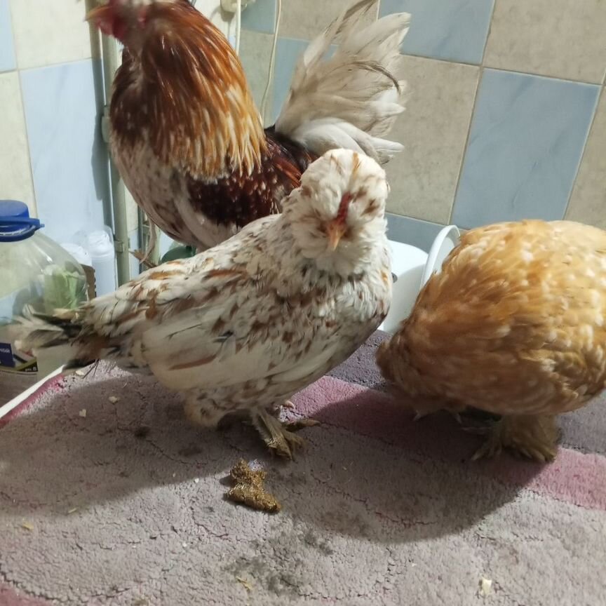 Декоративные курочки