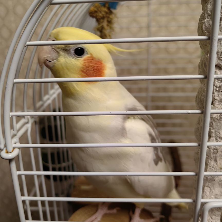 Попугай Корелла с клеткой