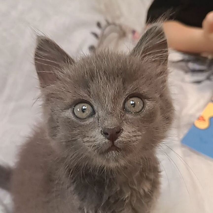 Котёнок мальчик.Может Ваш